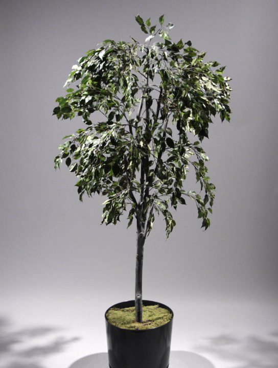 Single Trunk Ficus Tree - West Coast Event Productions, Inc.