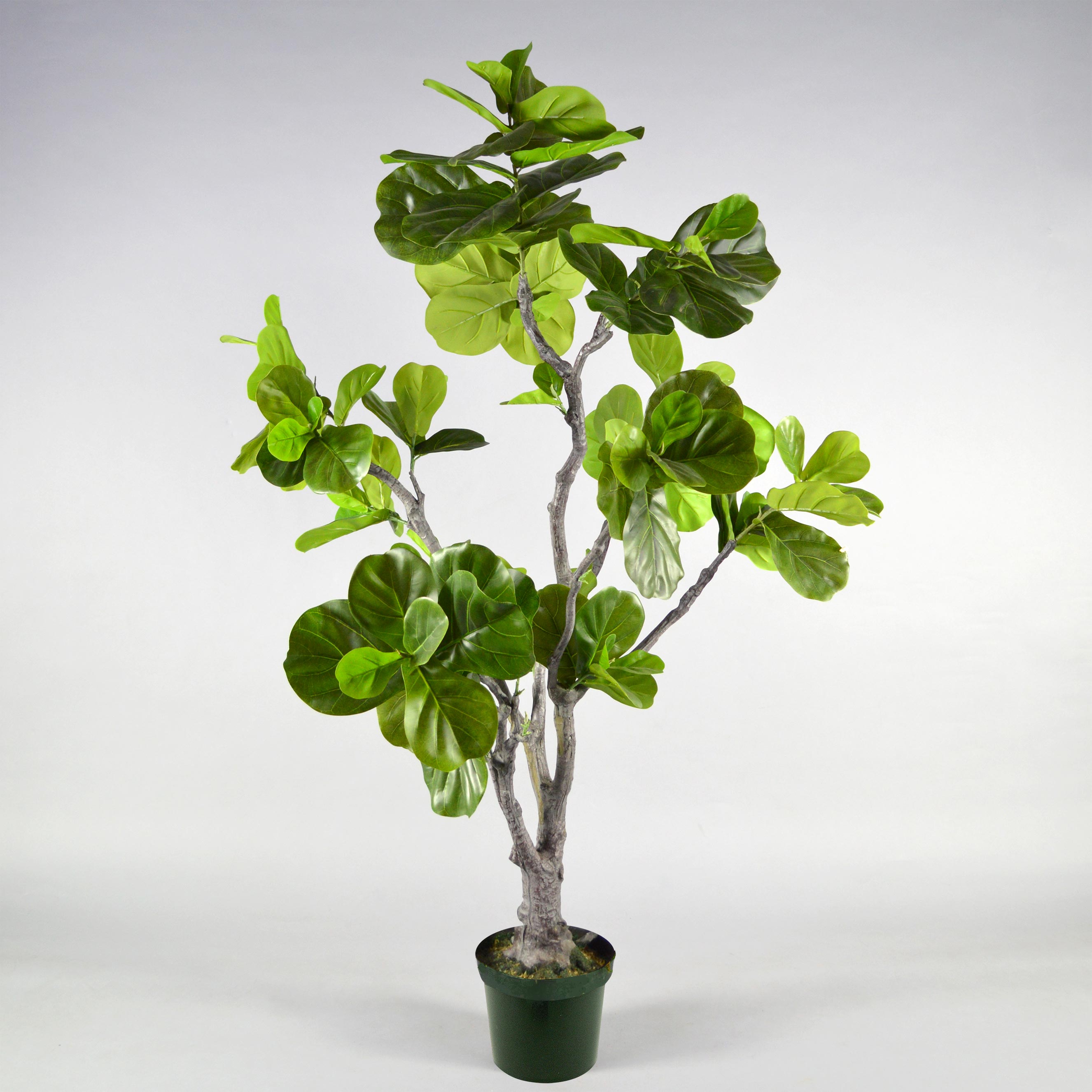 Fiddle Plant - West Coast Event Productions, Inc.