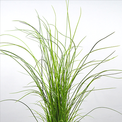 Potted Cypress Grass - West Coast Event Productions, Inc.