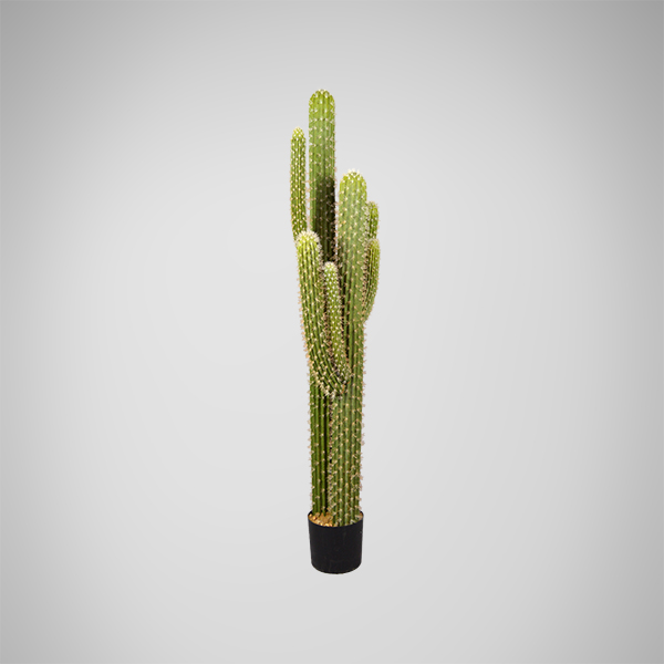 Cactus Saguaro Small - West Coast Event Productions, Inc. Cactus Saguaro Small - West Coast Event Productions, Inc.